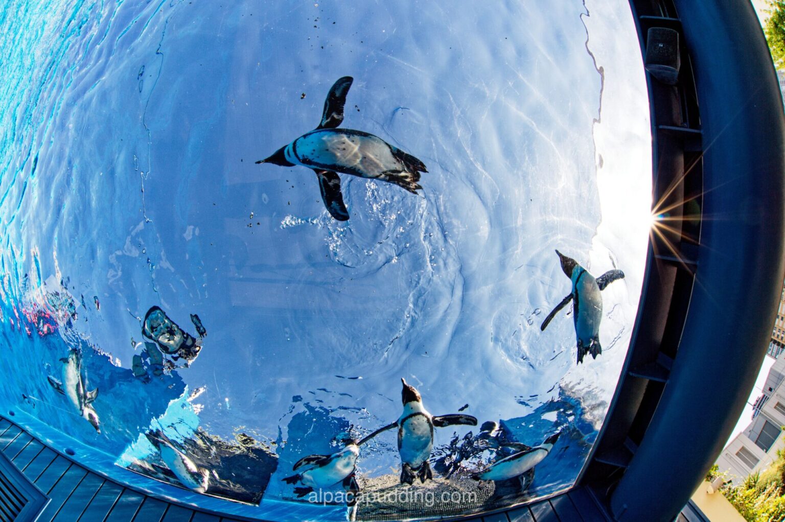 【初めての魚眼レンズ レビュー】「シグマ 15mm F2.8 EX DG DIAGONAL FISHEYE」をレンタルしてみた！あるぱかぷりん