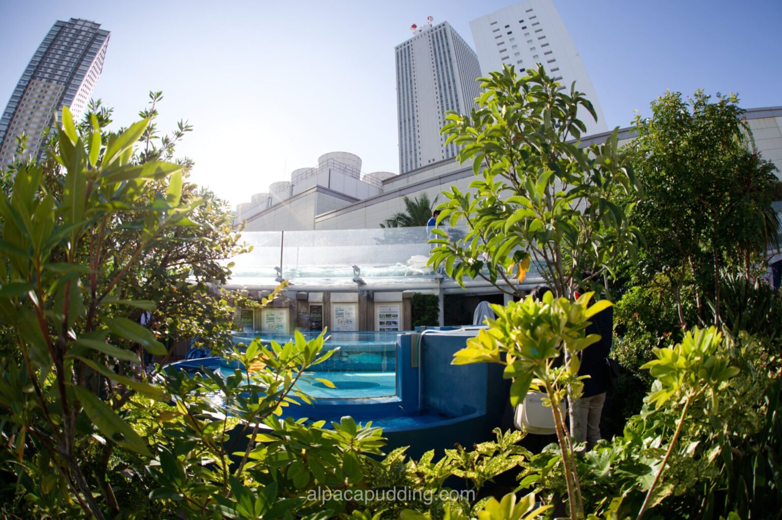 【初めての魚眼レンズ レビュー】「シグマ 15mm F2.8 EX DG DIAGONAL FISHEYE」をレンタルしてみた！あるぱかぷりん